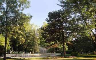 Westmount trees and their stories / 2 - Westmount Magazine