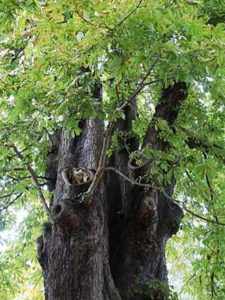 The Storied Trees of Oxford - Westmount Magazine