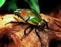 Fun things to do in Montreal this summer - Westmount Magazine