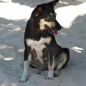 Potcake rescues dogs on the Turks and Caicos Islands - Westmount Magazine