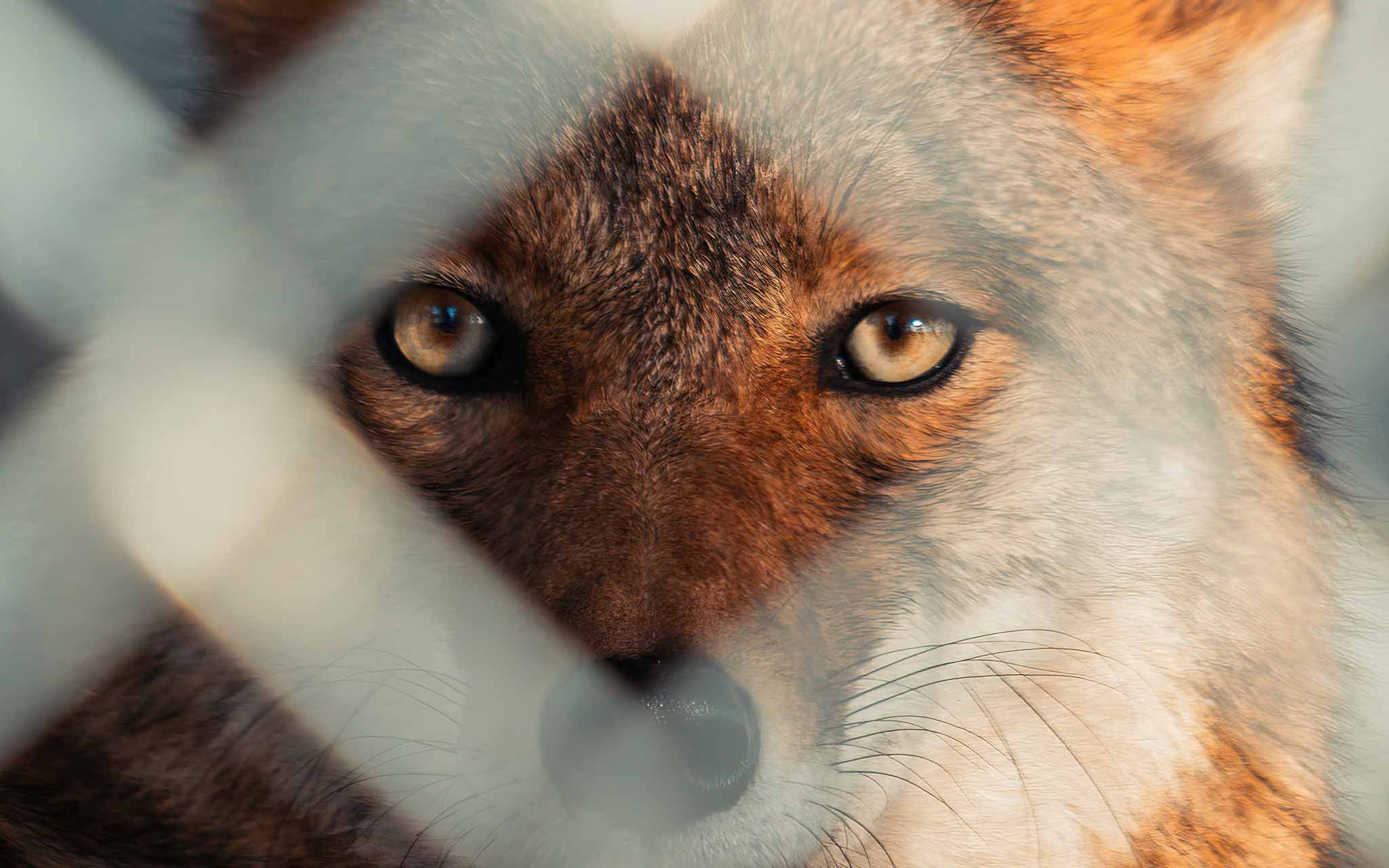 The use of live bait to train hunting dogs - Westmount Magazine