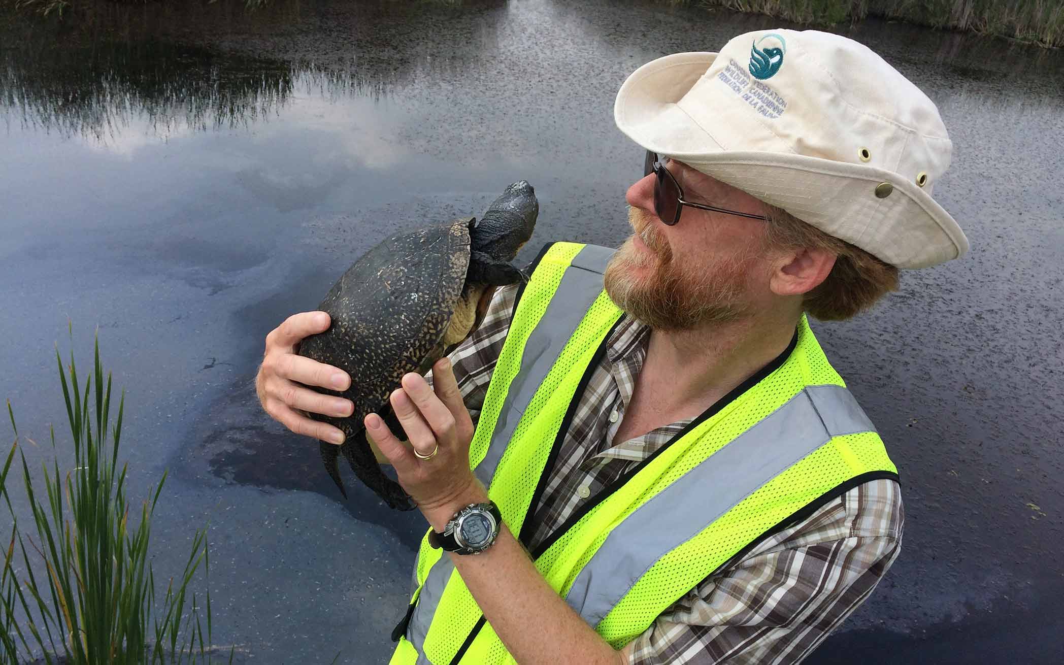 Meet the champions for the conservation of native turtles - Westmount ...