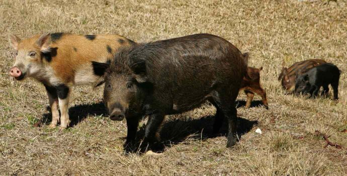 North America's feral pig problem concerns us all - Westmount Magazine