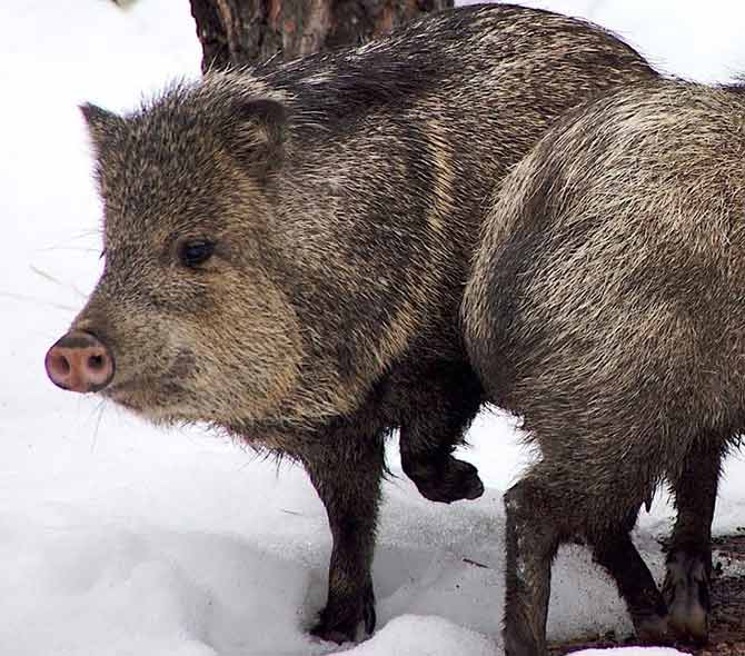 North America's feral pig problem concerns us all - Westmount Magazine