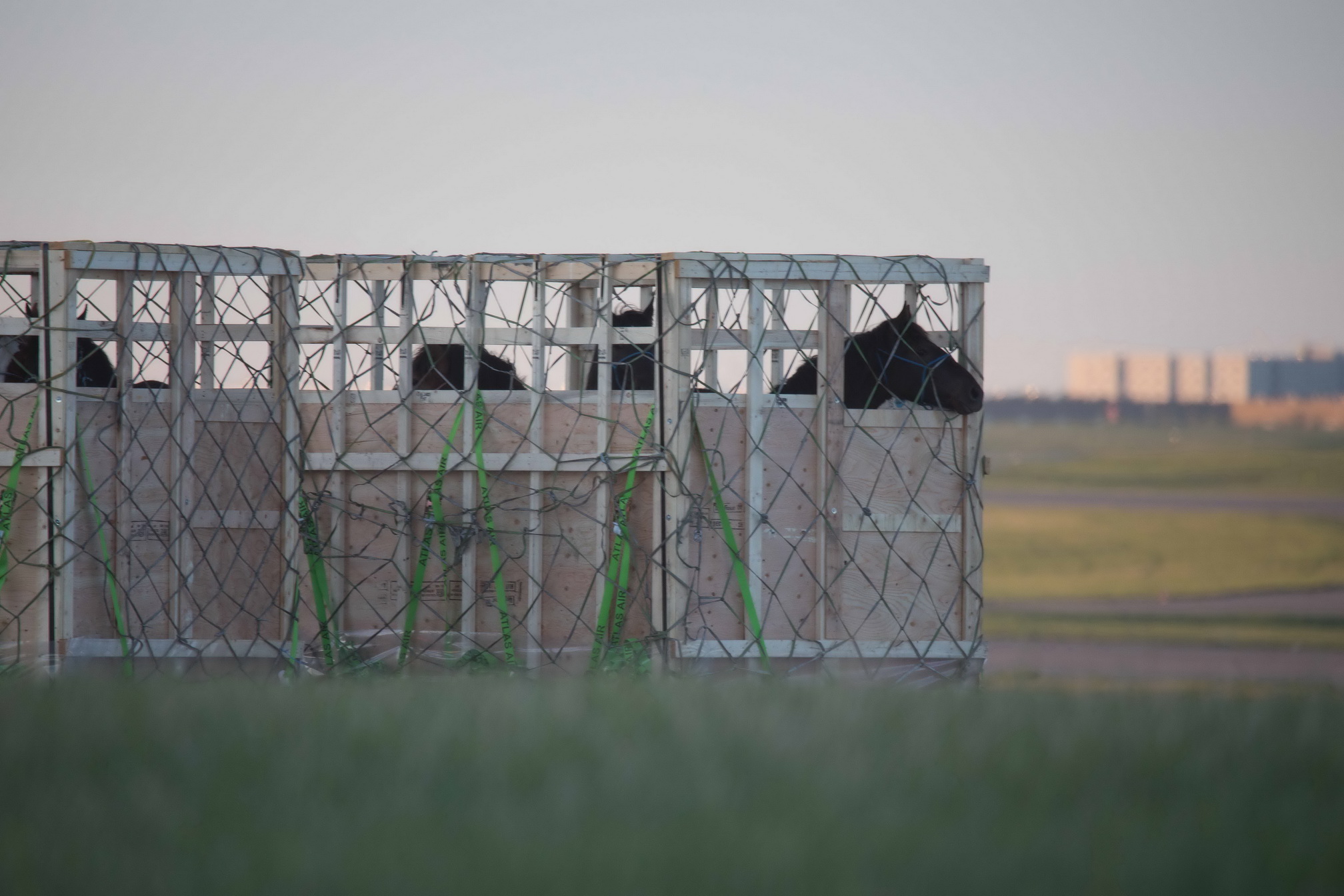 The Neglected Issue of Live Heavy Horse Exports for Slaughter in Canada ...
