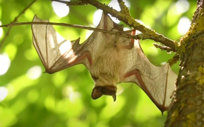 Everything you need to know about bats! - Westmount Magazine