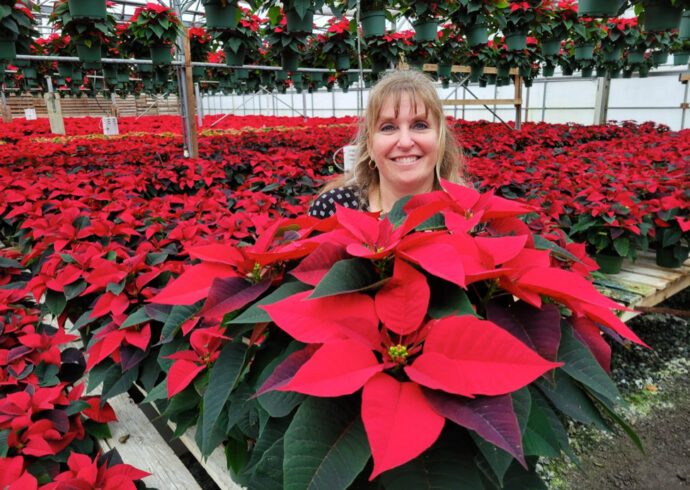 The Poinsettia and the Legend of Pepita - Westmount Magazine