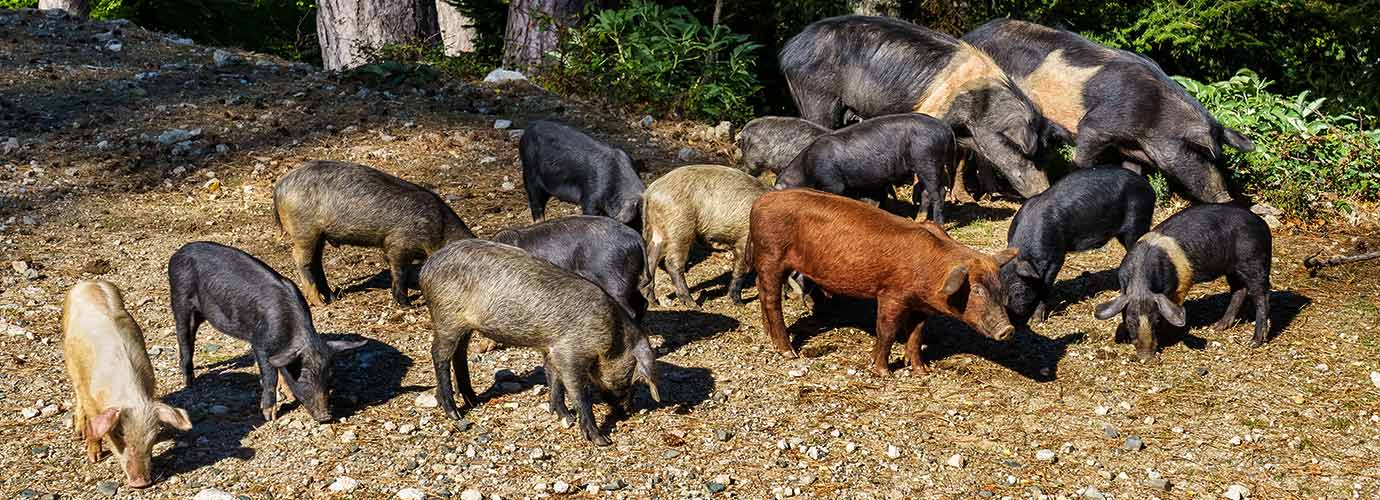 North America's feral pig problem concerns us all - Westmount Magazine