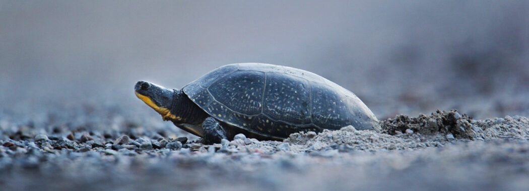 Meet the champions for the conservation of native turtles - Westmount ...