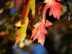 Westmount trees and their stories - Westmount Magazine