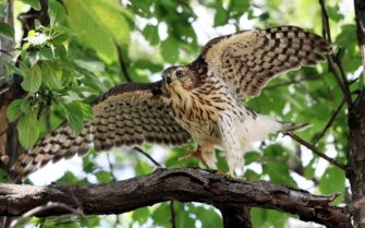 A happy ending for a family of Cooper’s Hawks - Westmount Magazine